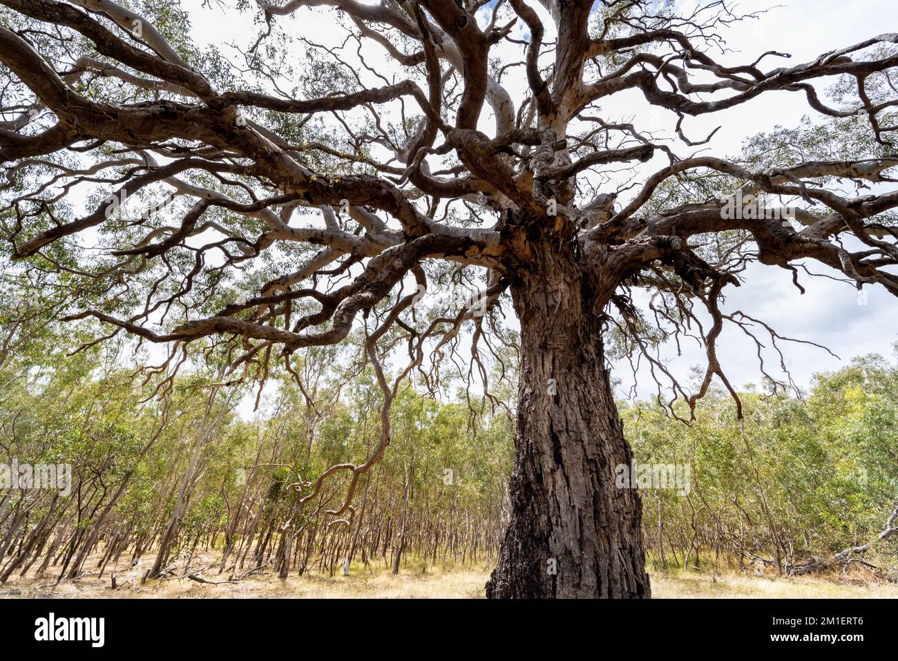 Dramatic, majestic old gum tree surrounded by smaller sapling trees ...