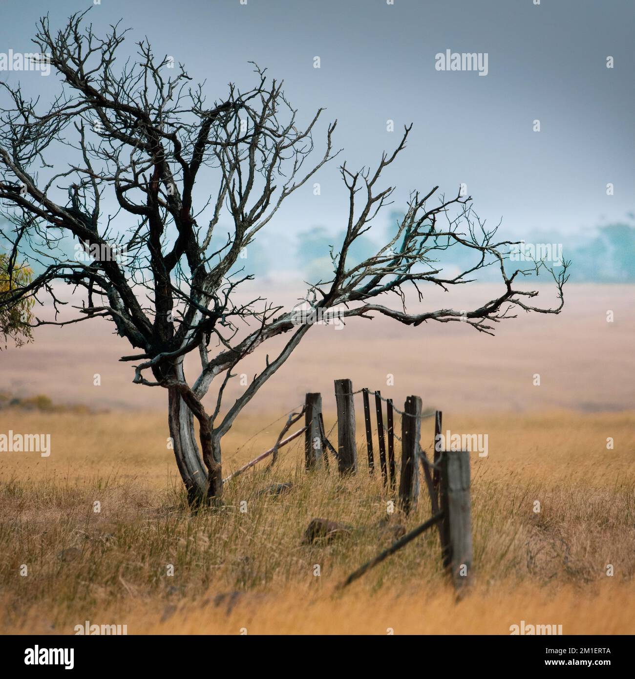 Old fence in outback australia hi-res stock photography and images - Alamy