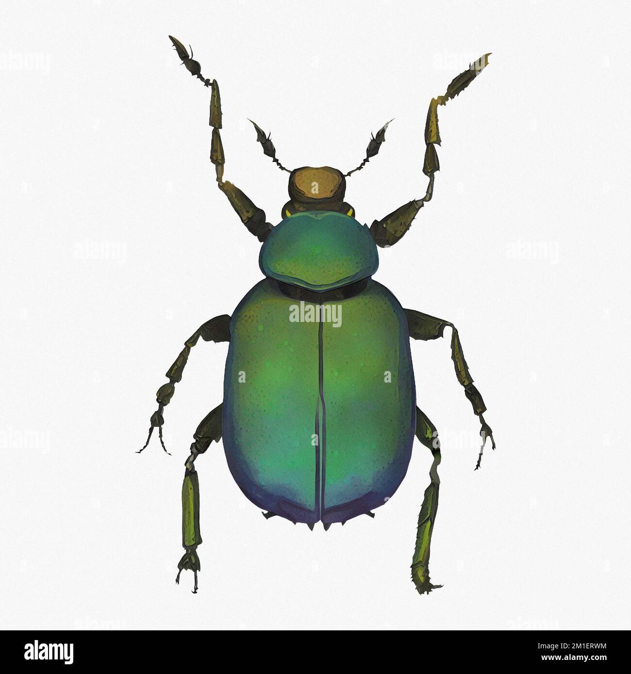 Insects entomology arthropod hi-res stock photography and images - Alamy