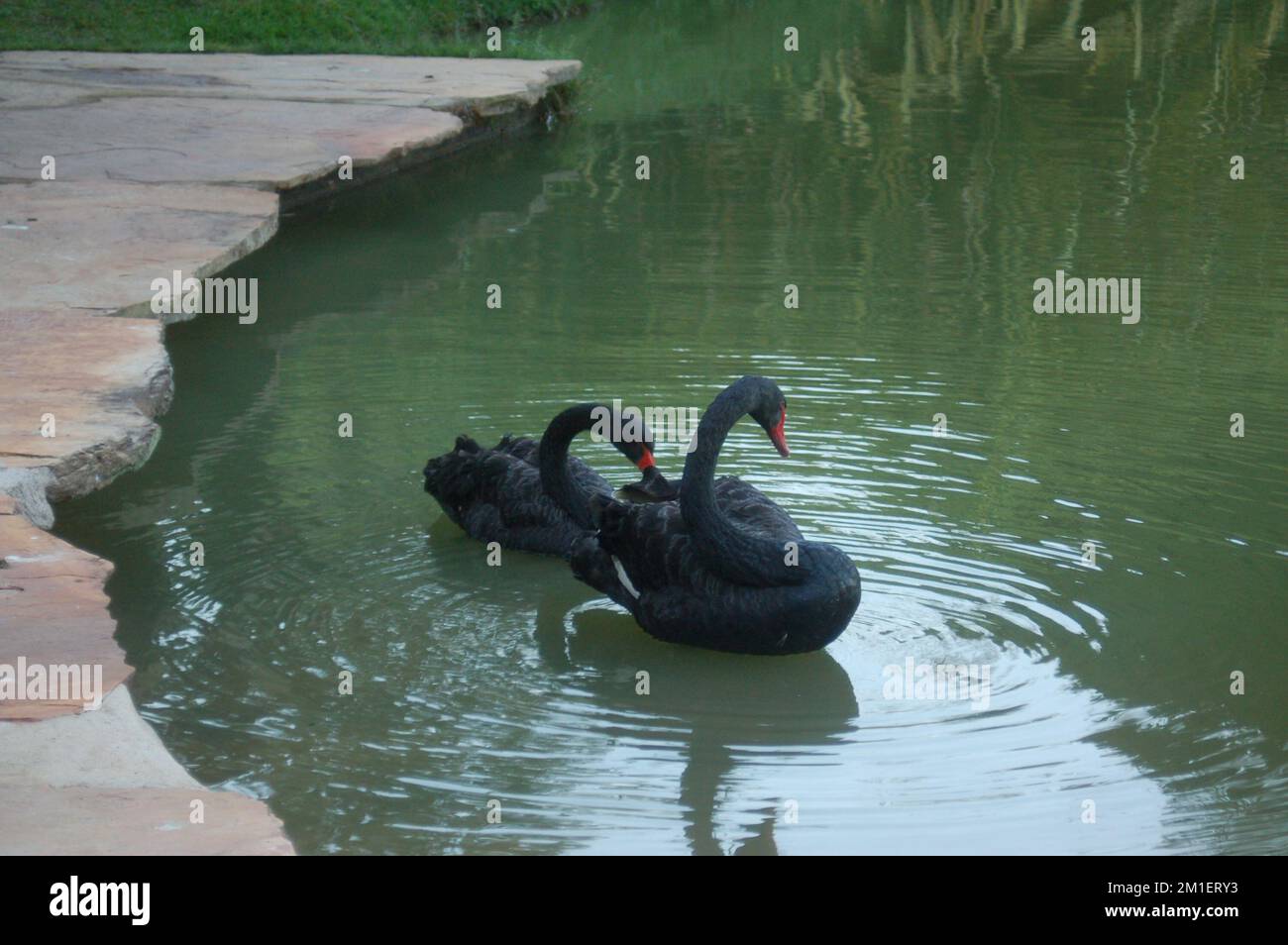 Black swan lagoon hi-res stock photography and images - Alamy