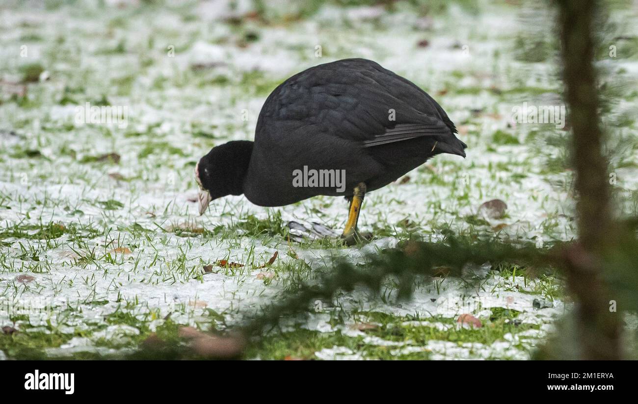 Foggy conditions in Phoenix Park, Dublin, as the Irish Met office ...