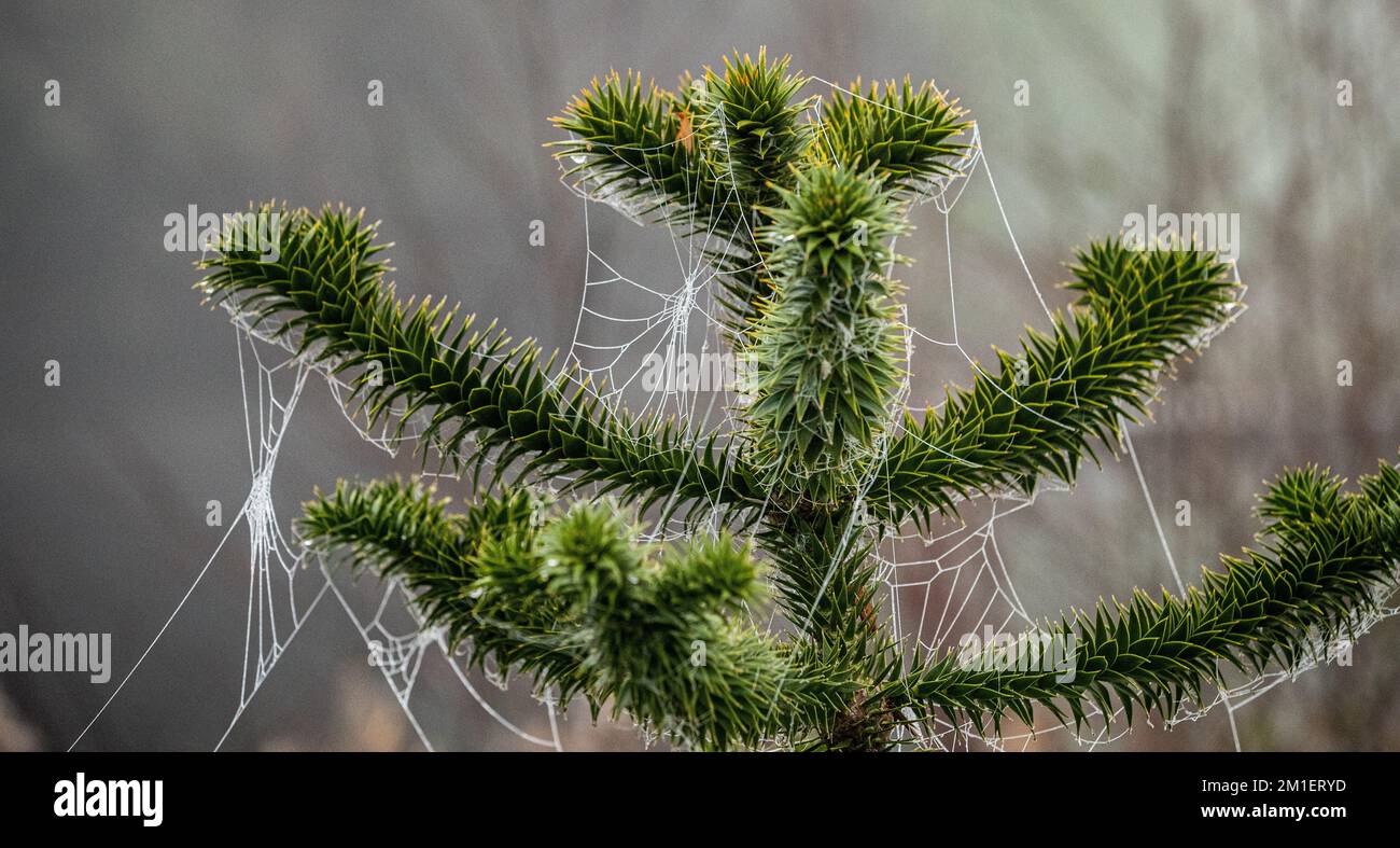 Foggy conditions in Phoenix Park, Dublin, as the Irish Met office ...
