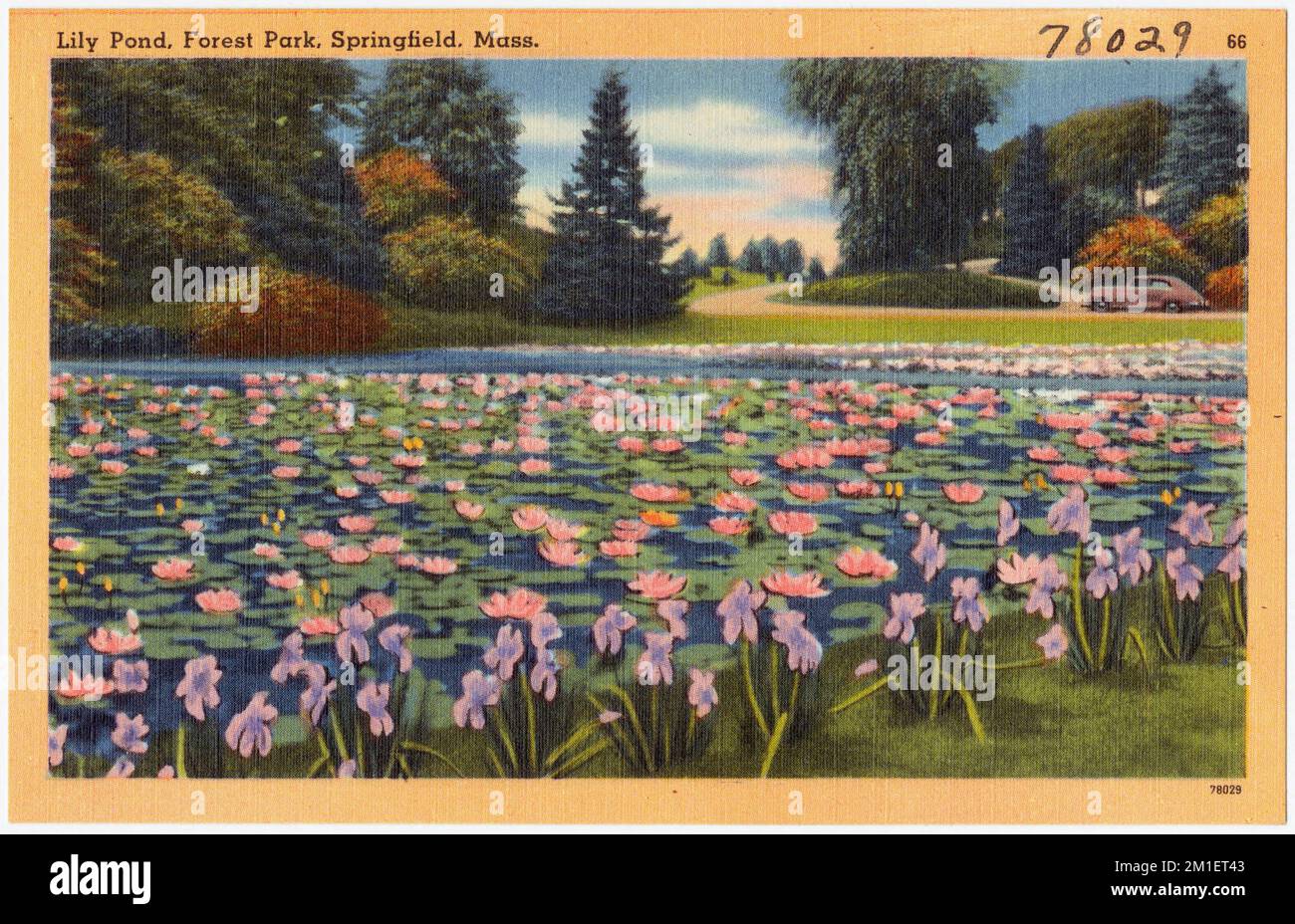 Lily pond, Forest Park, Springfield, Mass. , Lily ponds, Parks, Tichnor ...