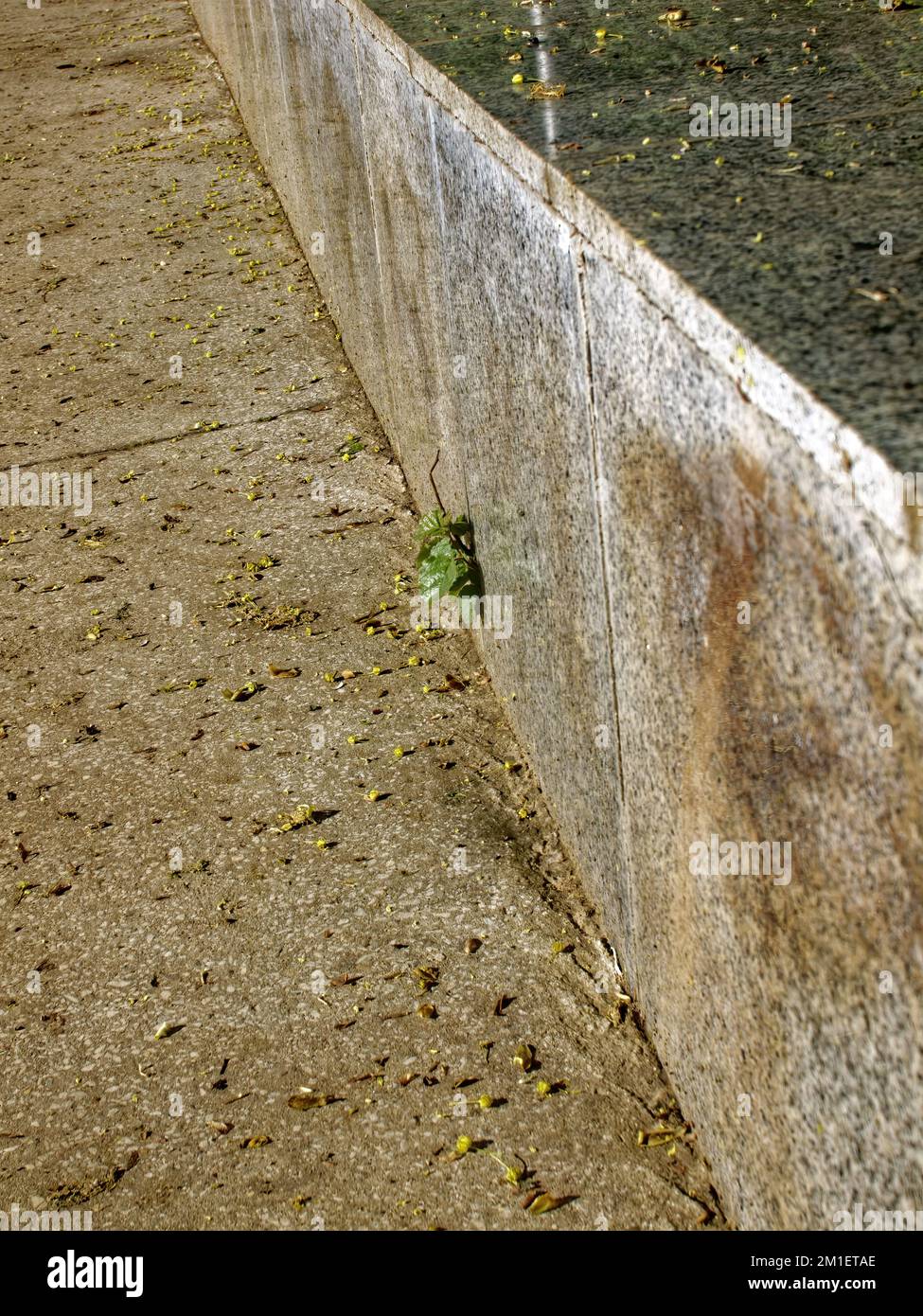 the plant grew in the crevice of the slab, the embankment Stock Photo ...