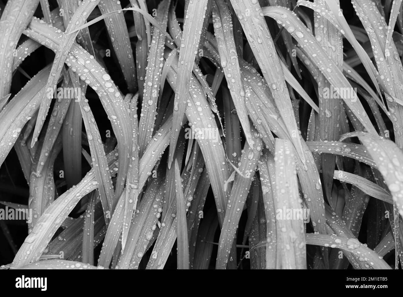 Raindrops falling on blades of green grass and plant leaves in a black ...