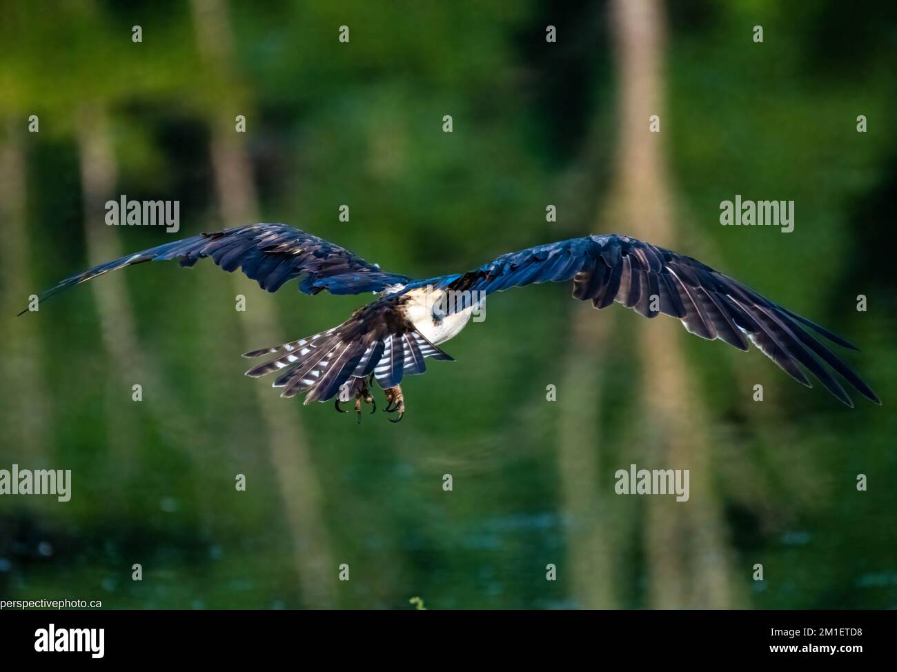 Closeup shot osprey bird hi-res stock photography and images - Alamy