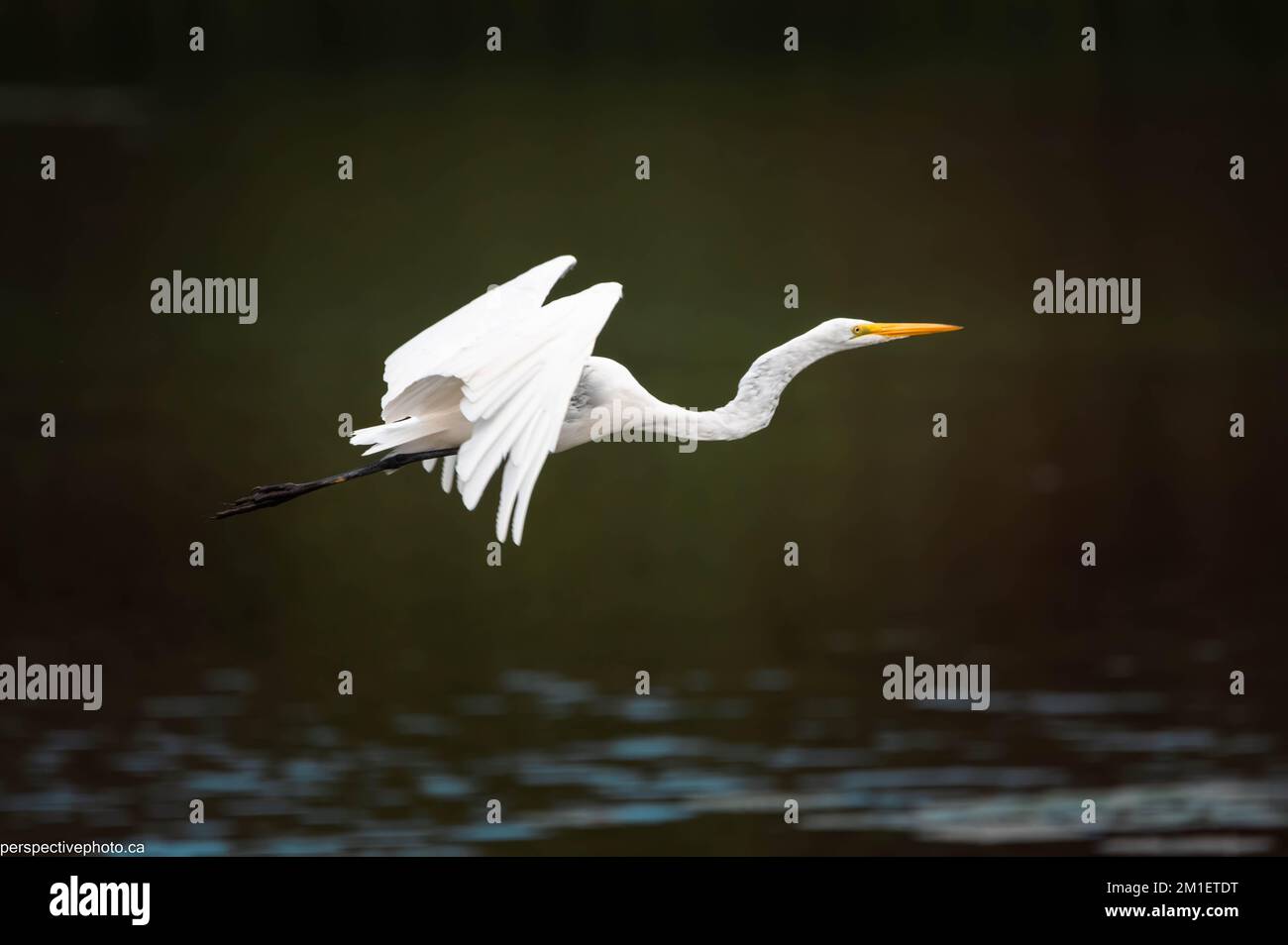 A beautiful view of a white egret flying over the lake Stock Photo - Alamy