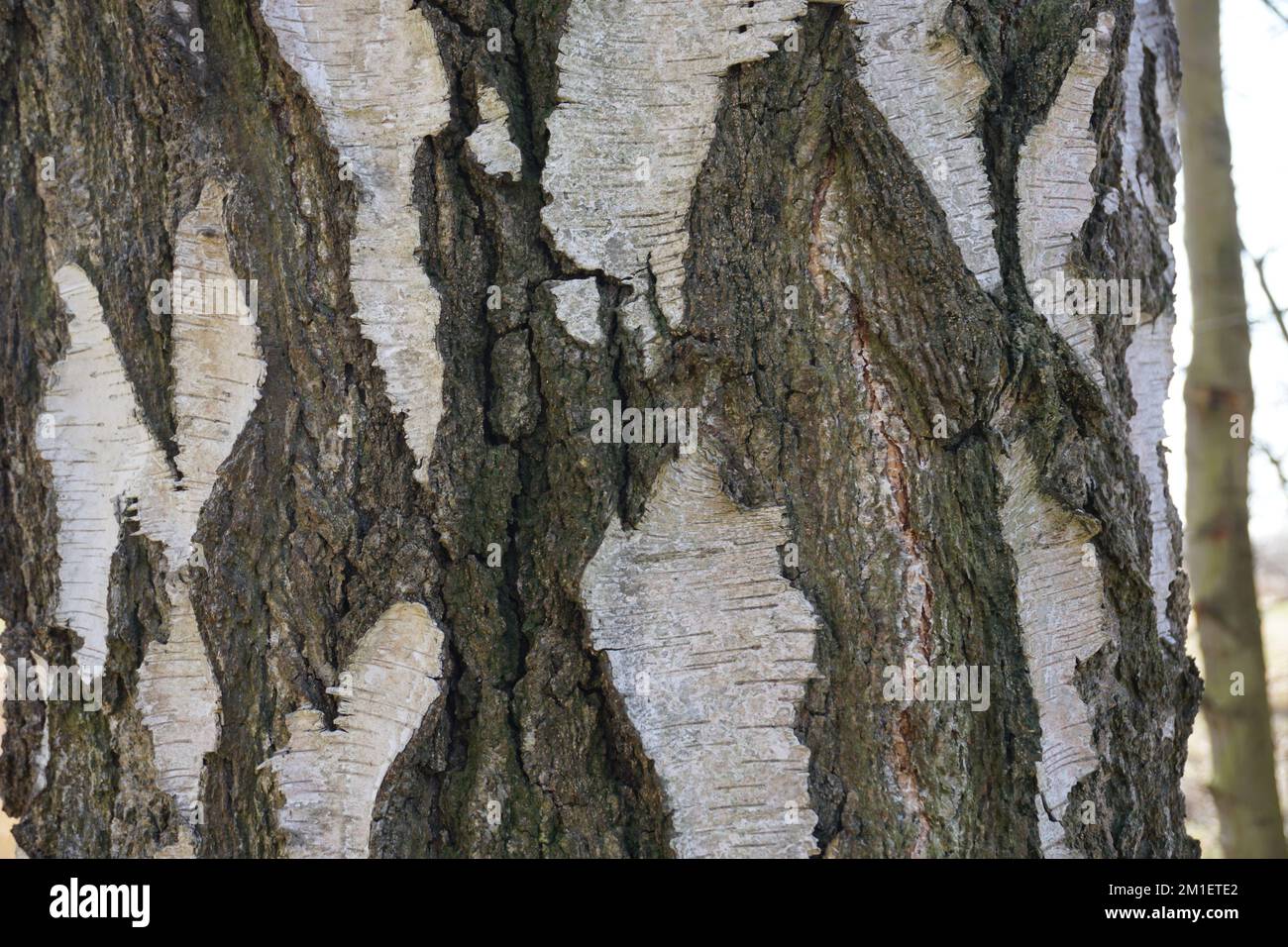 A closeup shot of the old brown bark of the tree in the forest Stock ...
