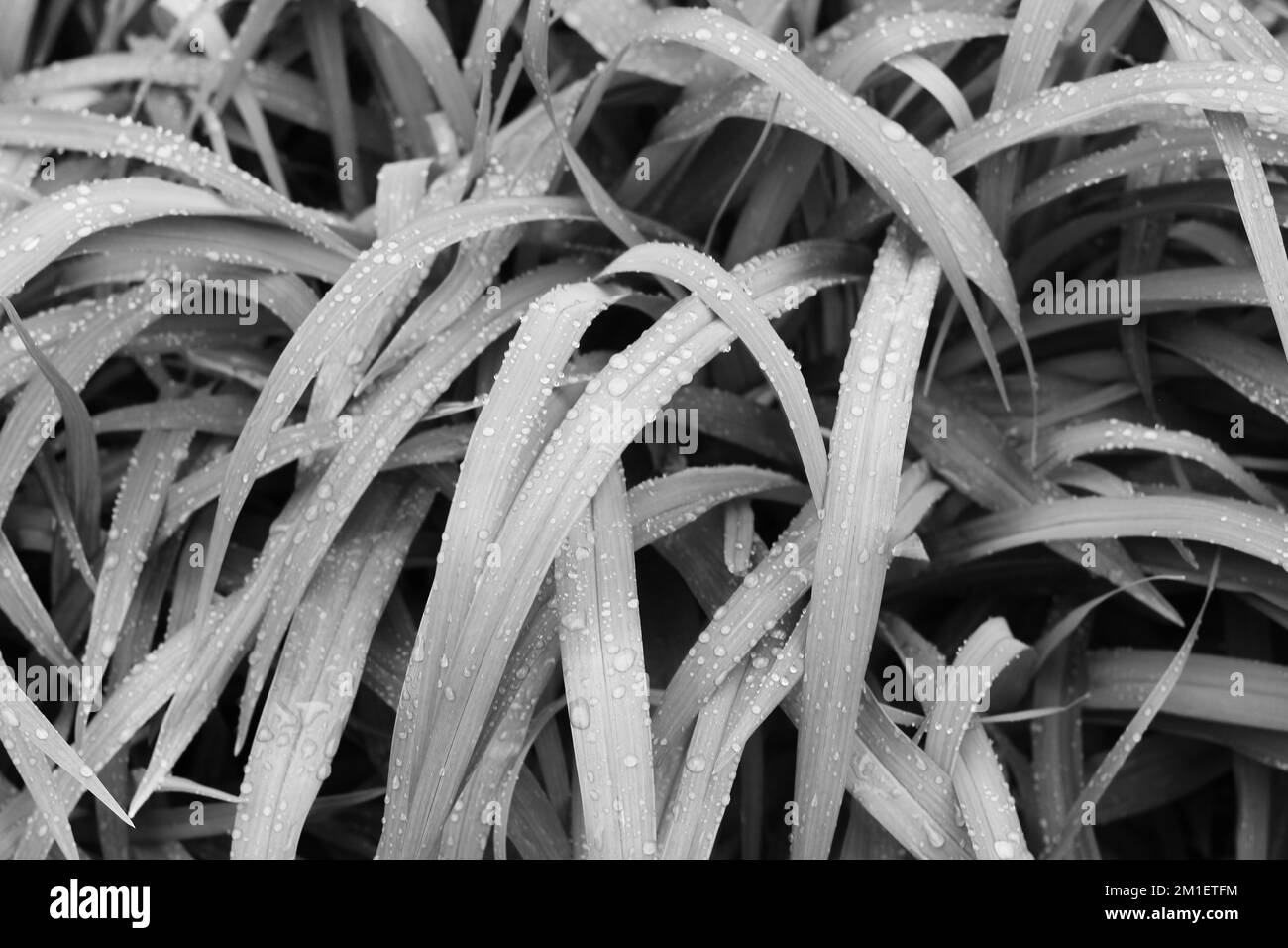 Raindrops falling on blades of green grass and plant leaves in a black ...