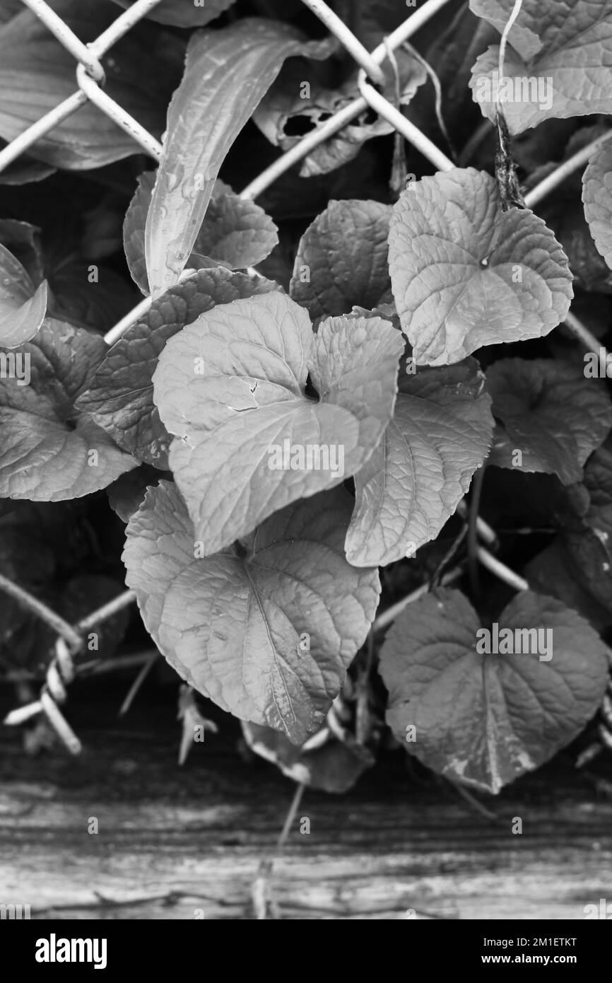 Typical vintage and rusty chain link fence with plants growing next to ...