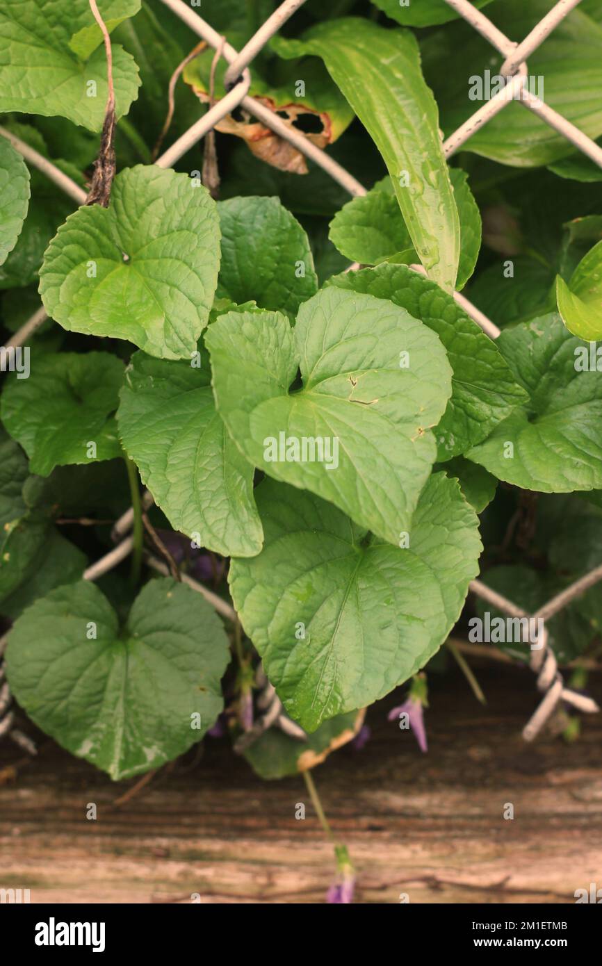 Typical vintage and rusty chain link fence with plants growing next to ...