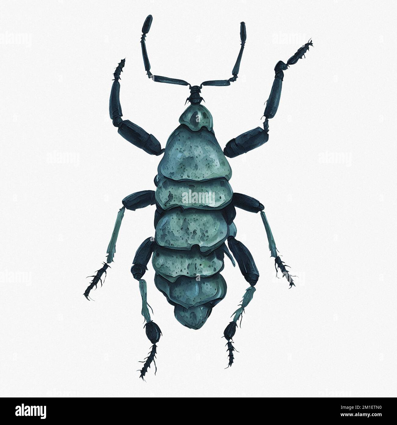 Beetle Insect Arthropod Digital Art By Winters860 Isolated, Background ...