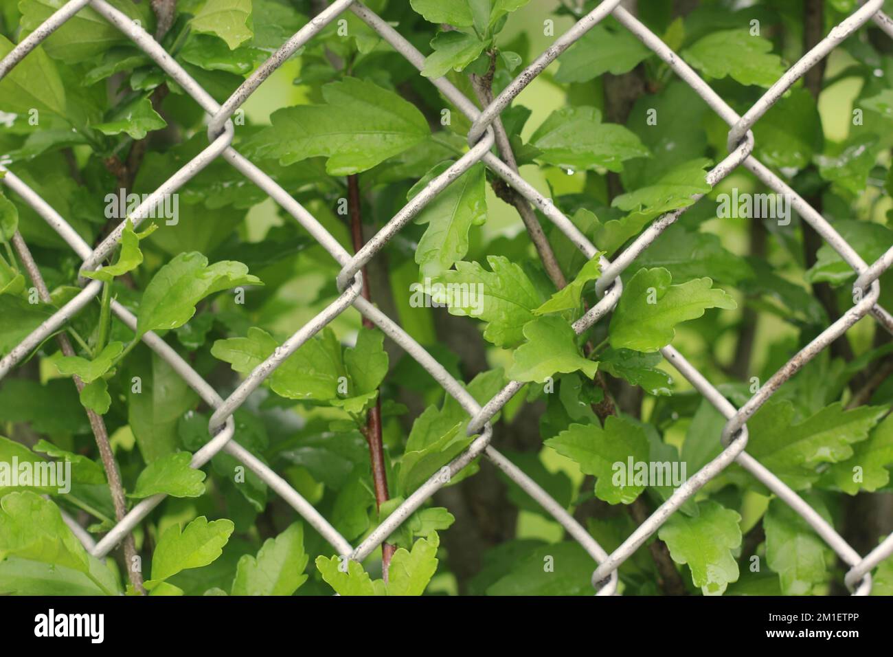 Typical vintage and rusty chain link fence with plants growing next to ...