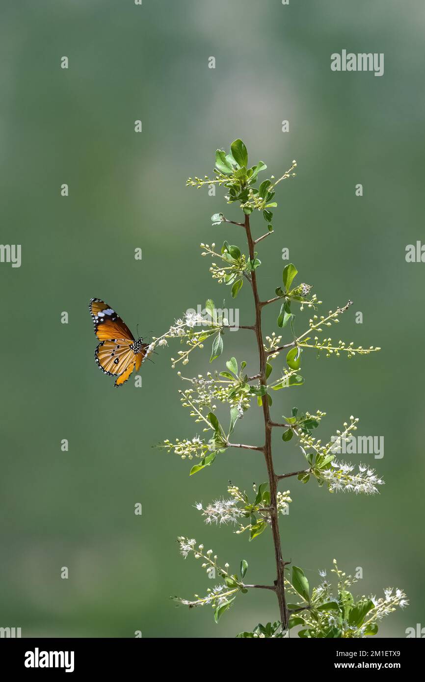 tawny coster, Acraea terpsicore, beautiful butterfly in India Stock ...