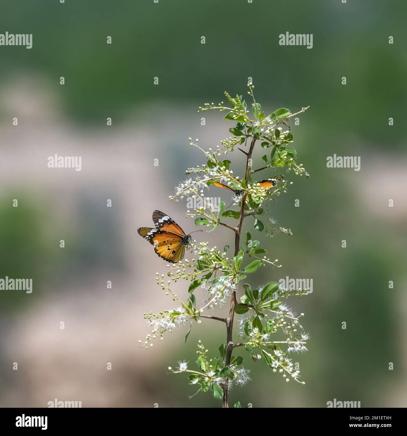 tawny coster, Acraea terpsicore, beautiful butterfly in India Stock ...