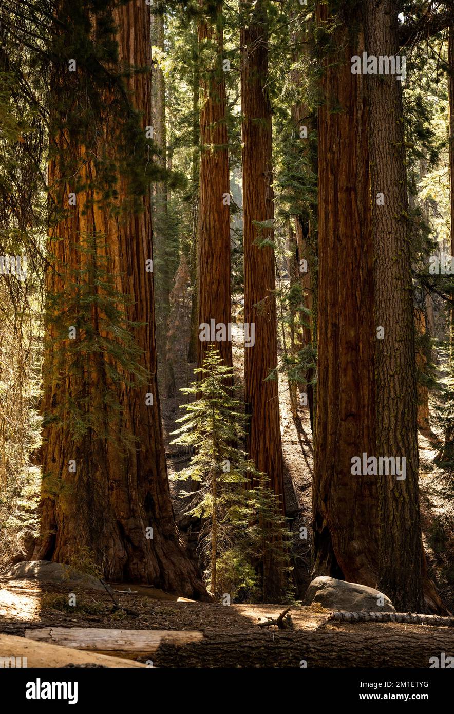 Tiny pine hi-res stock photography and images - Alamy