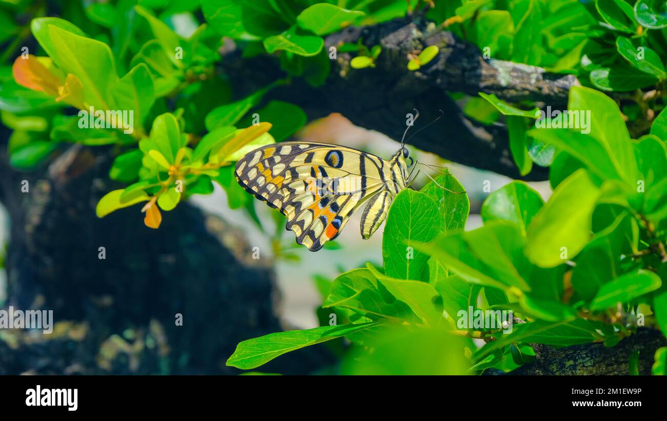 Butterfly visit hi-res stock photography and images - Alamy