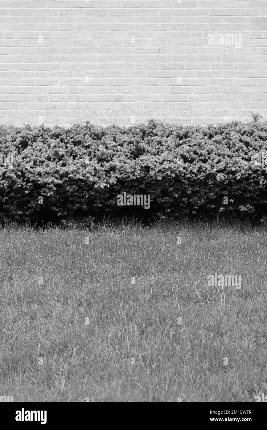 Minimalist view of a row of bushes growing along a typical brick wall ...