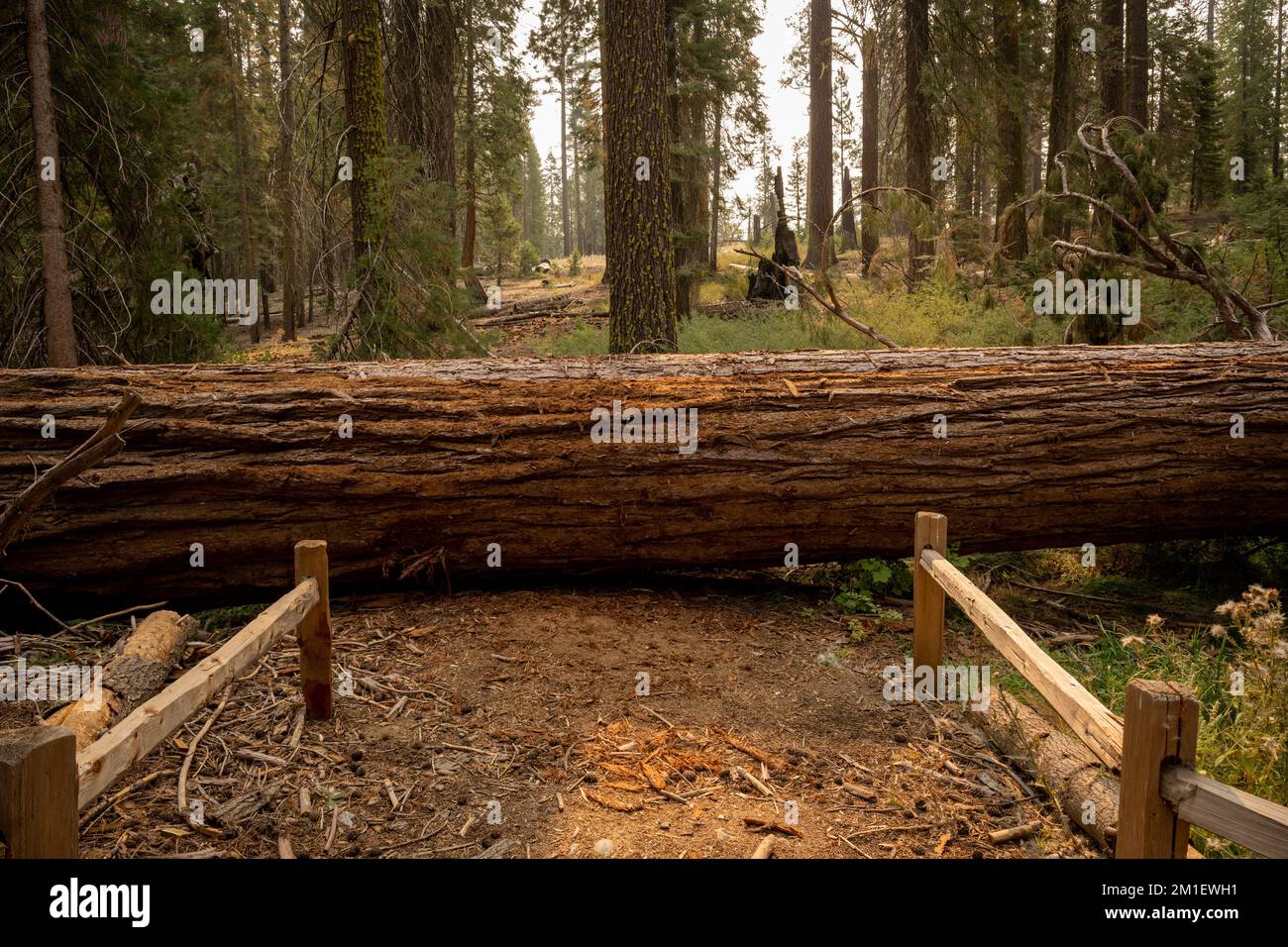 Young Sequoia Tree Fallen Across Trail in Yosemite National Park Stock ...