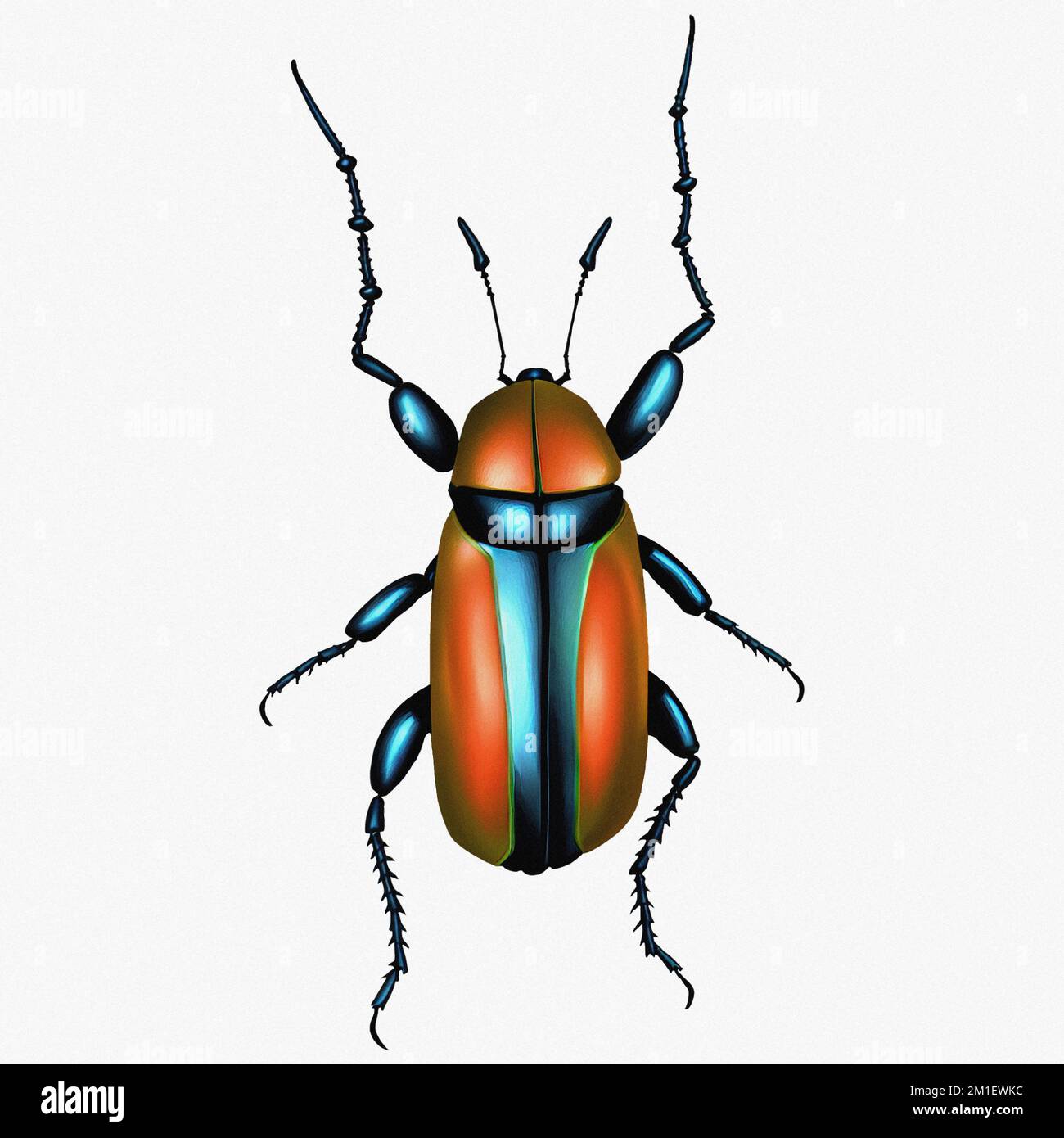 Beetle Insect Arthropod Digital Art By Winters860 Isolated, Background ...