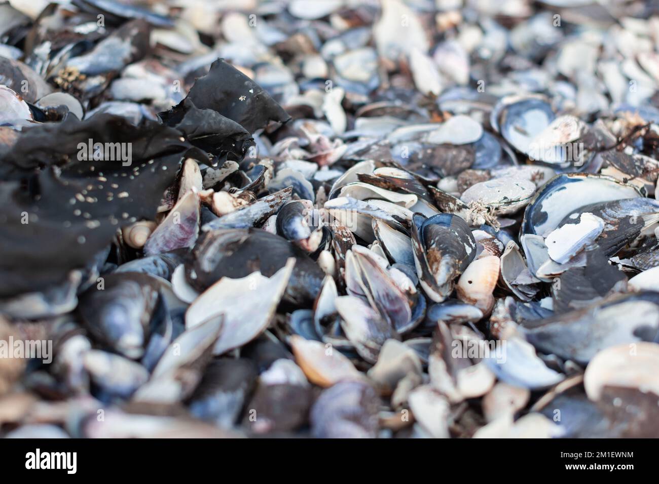 Textured Mussel Background Stock Photo - Alamy