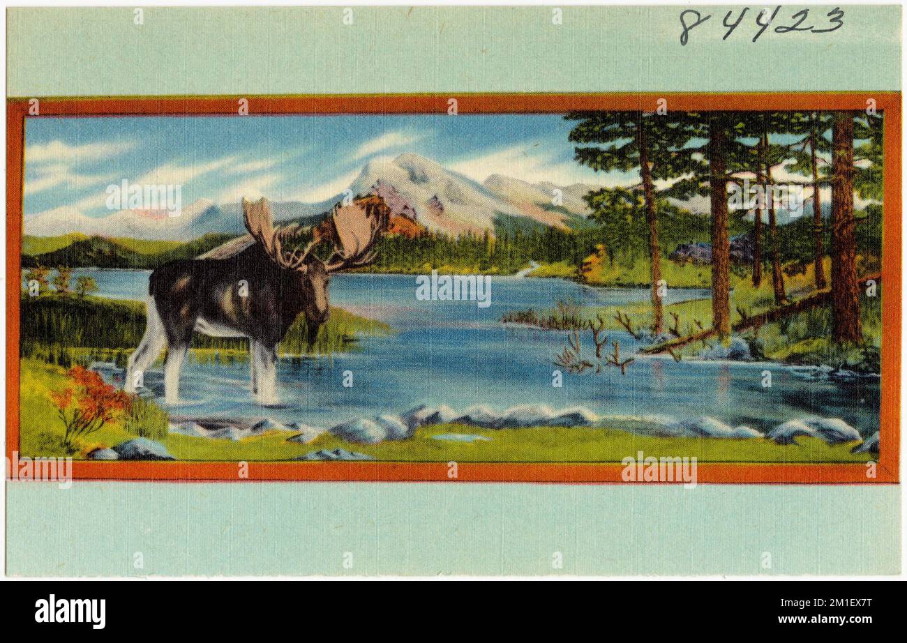 Loyal order of Moose, Kalispell Lodge No. 462, room 9, Adams Block ...