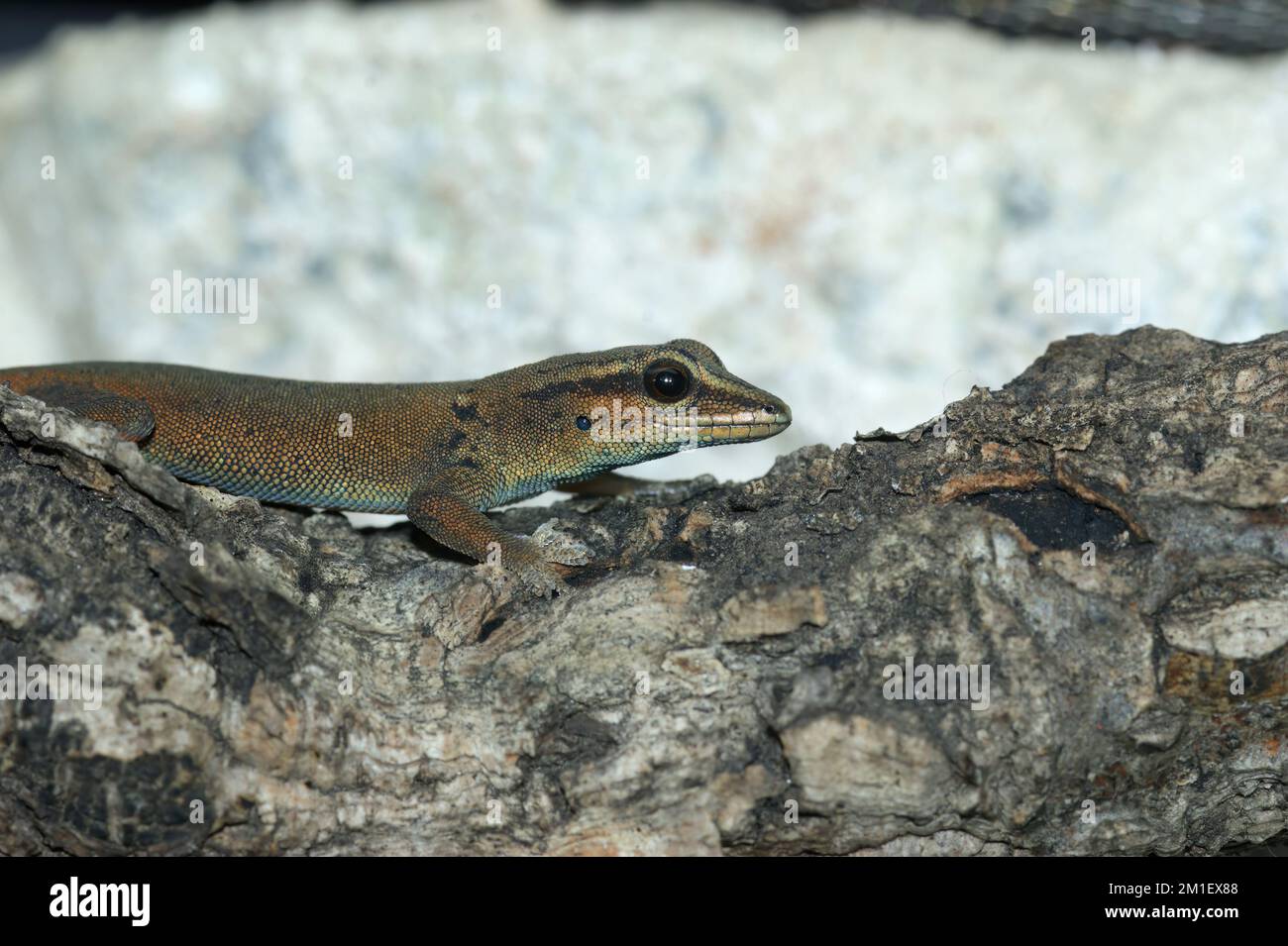Detailed closeup on the critically endangered turquoise Williams ...
