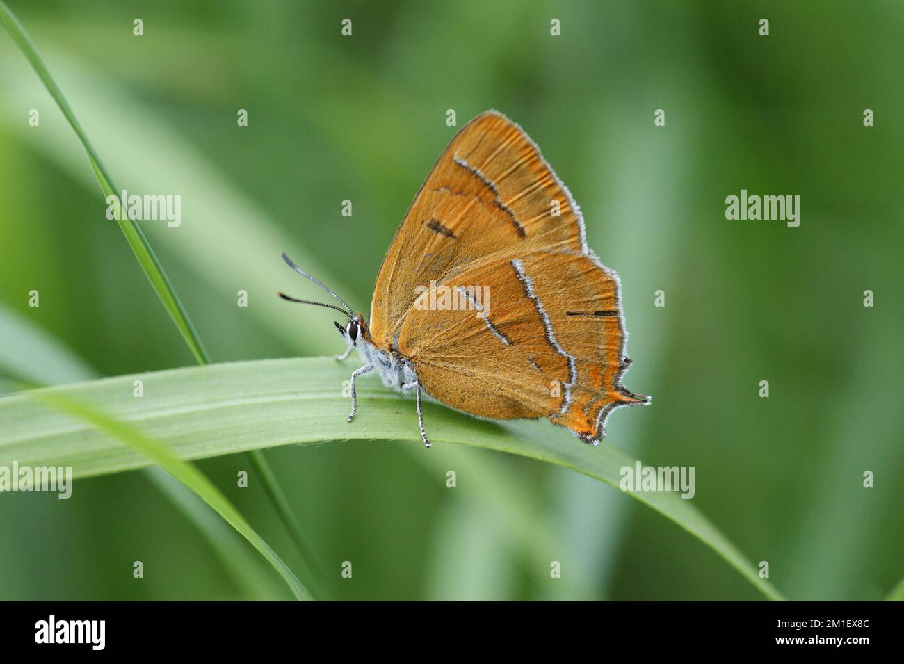 Natural closeup on the Brown Hairstreak , Thecla betulae , sitting on a ...