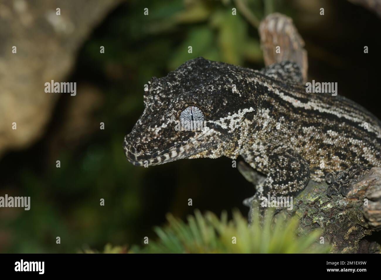 Detailed closeup of the head of a gargoyle gecko or New Caledonian ...