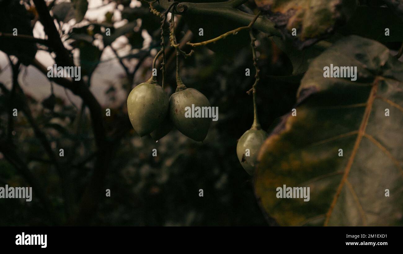 Lemon tree tomato hi-res stock photography and images - Alamy