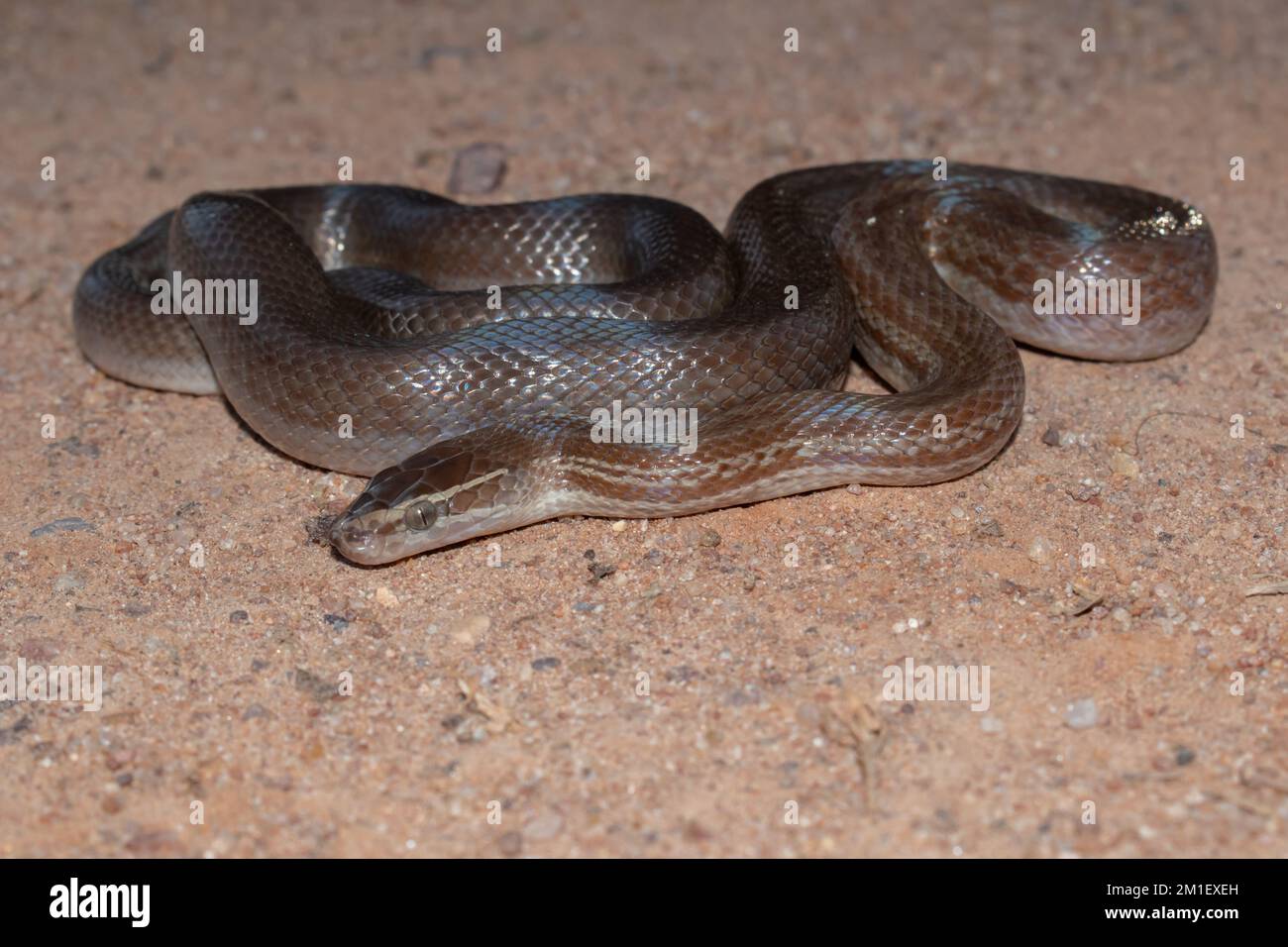 Beautiful brown house snake (Boaedon capensis Stock Photo - Alamy