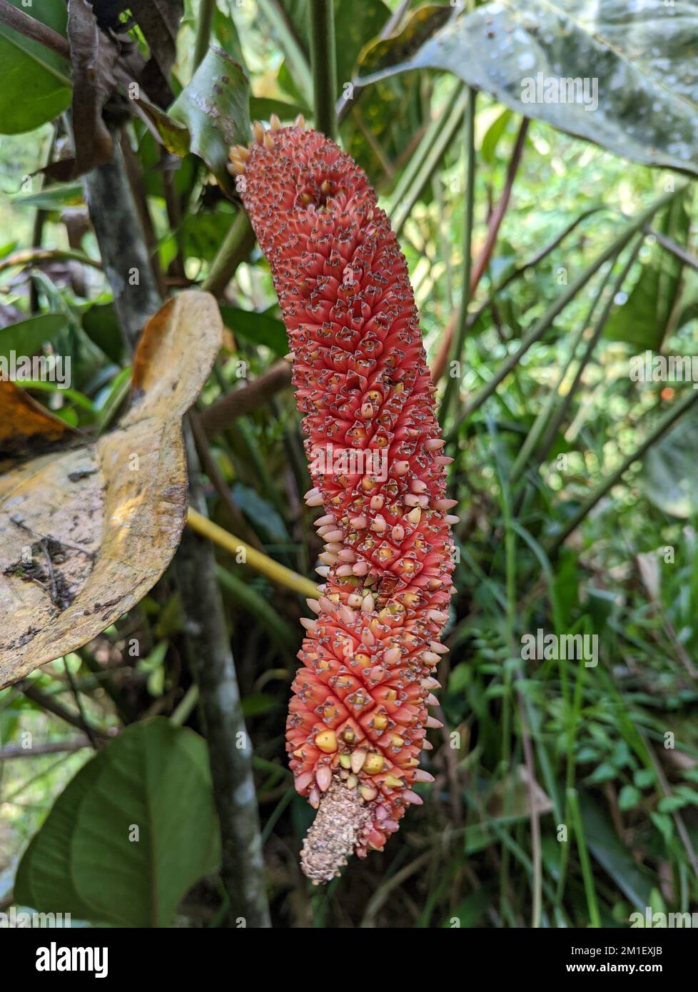 Elongated seed hi-res stock photography and images - Alamy