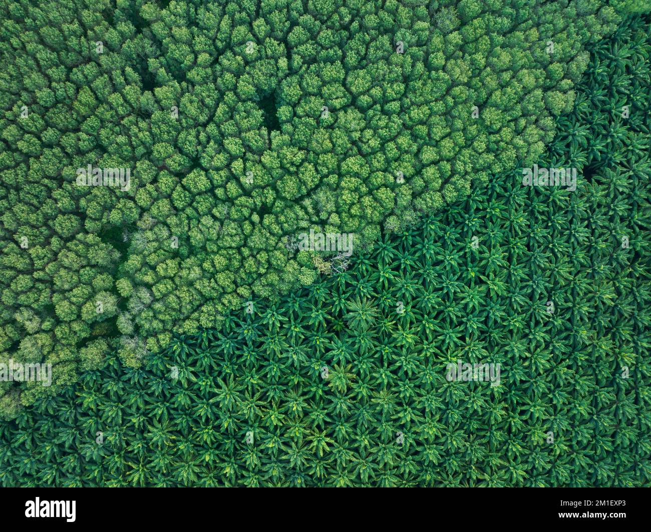 Top view aerial shot of the palm grove with green trees forest,palm ...
