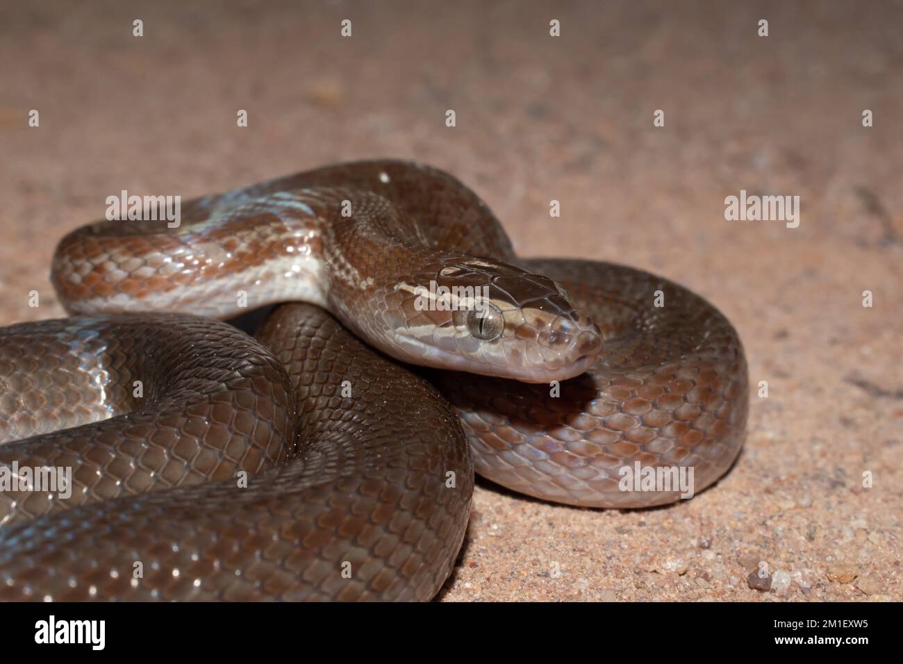 Gorgeous brown house snake (Boaedon capensis) in the wild Stock Photo ...