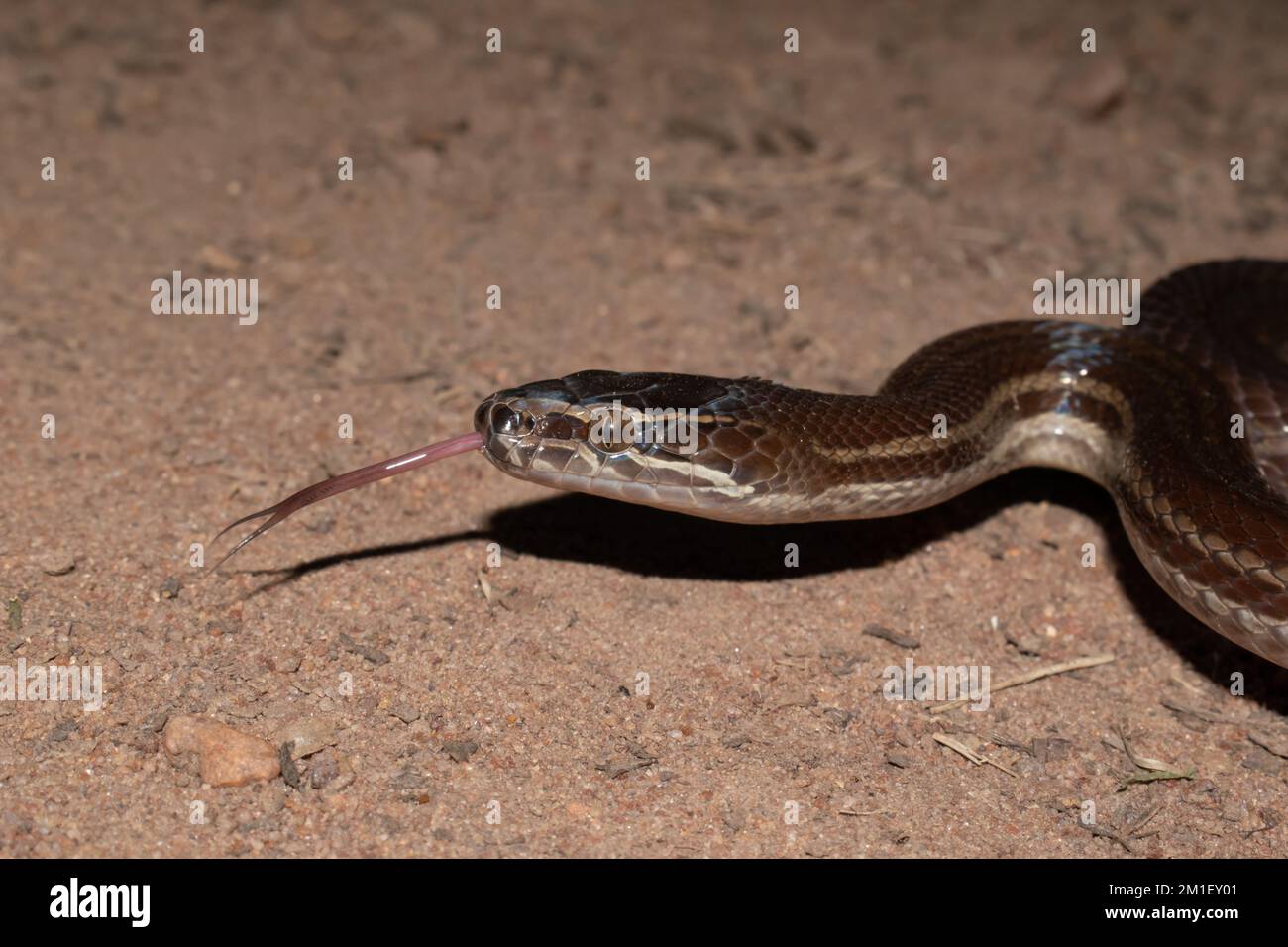 Close-up of a gorgeous brown house snake (Boaedon capensis Stock Photo ...
