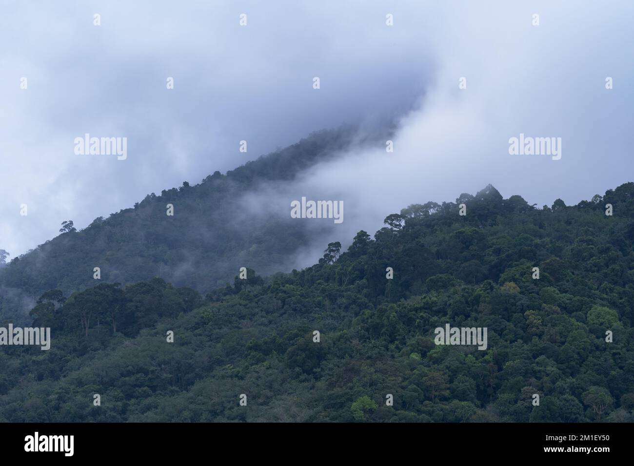 Flowing fog waves on mountain tropical rainforest,Amazing nature ...