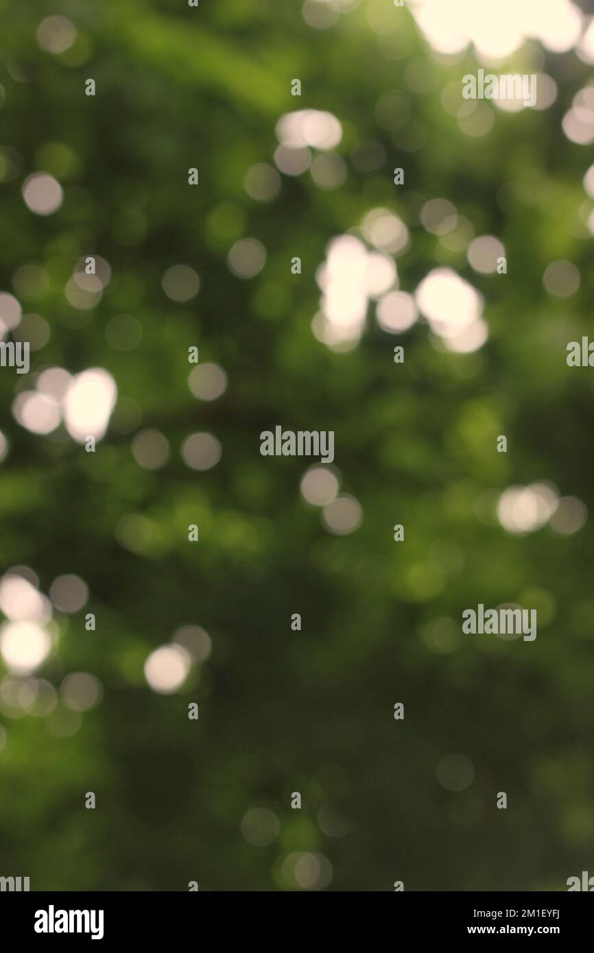Dreamy blurry view of the summer sun shining thru the trees Stock Photo ...