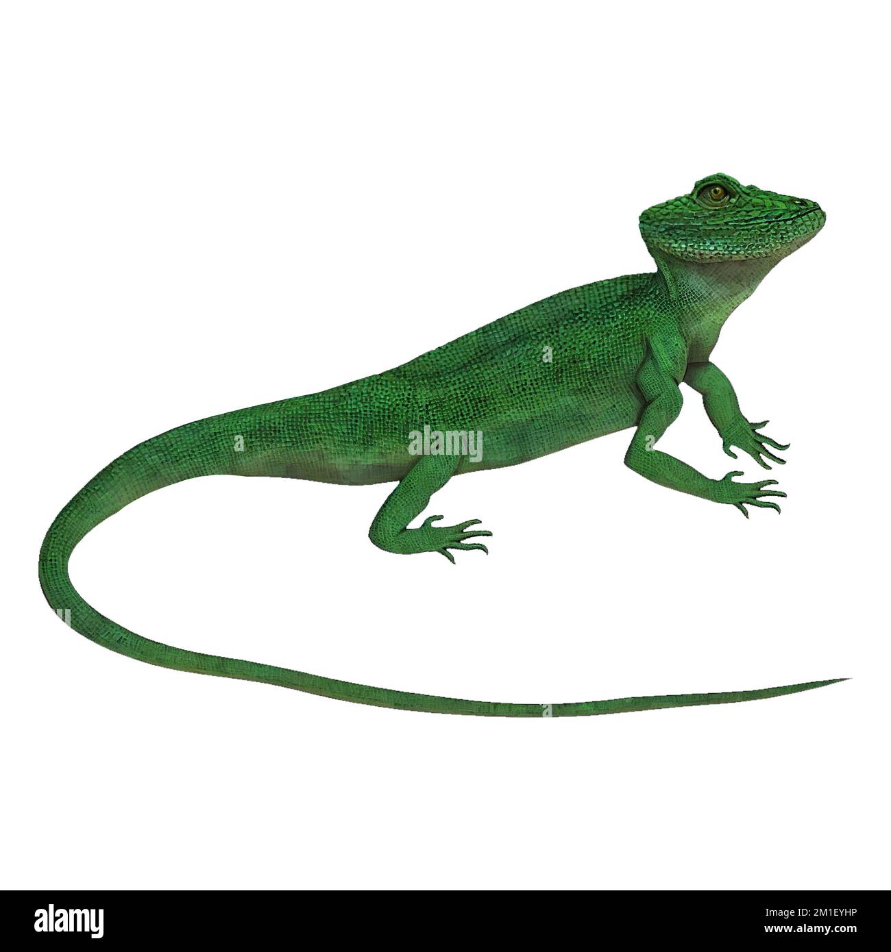Green Lizard Reptiles Digital Art By Winters860 Isolated, Transparent ...