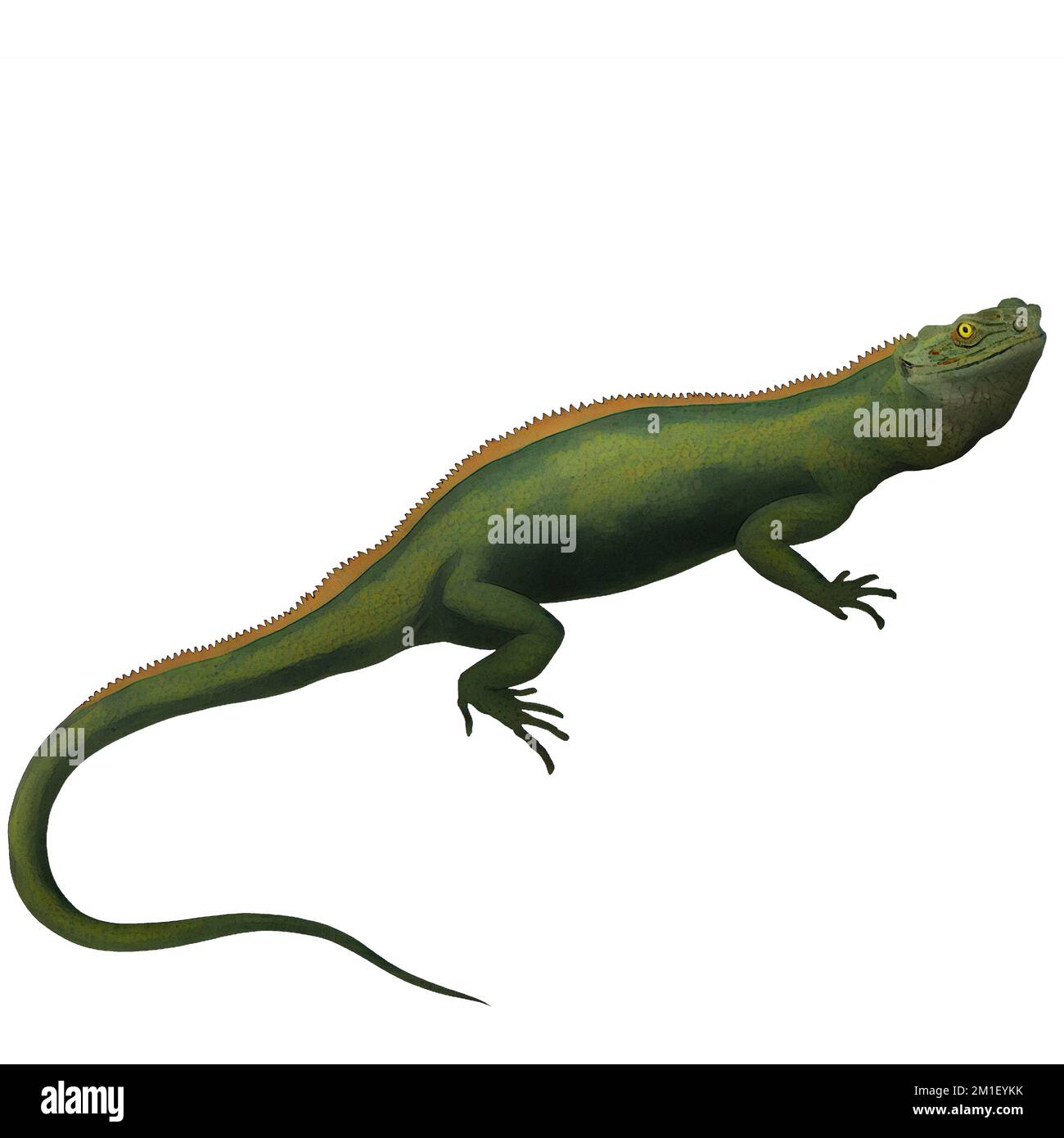 Green Lizard 3 Reptiles Digital Art By Winters860 Isolated, Transparent ...