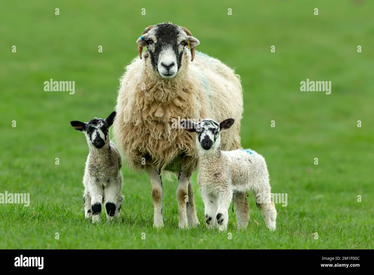 Swaledale ewe or female sheep in early Springtime, facing forward in ...