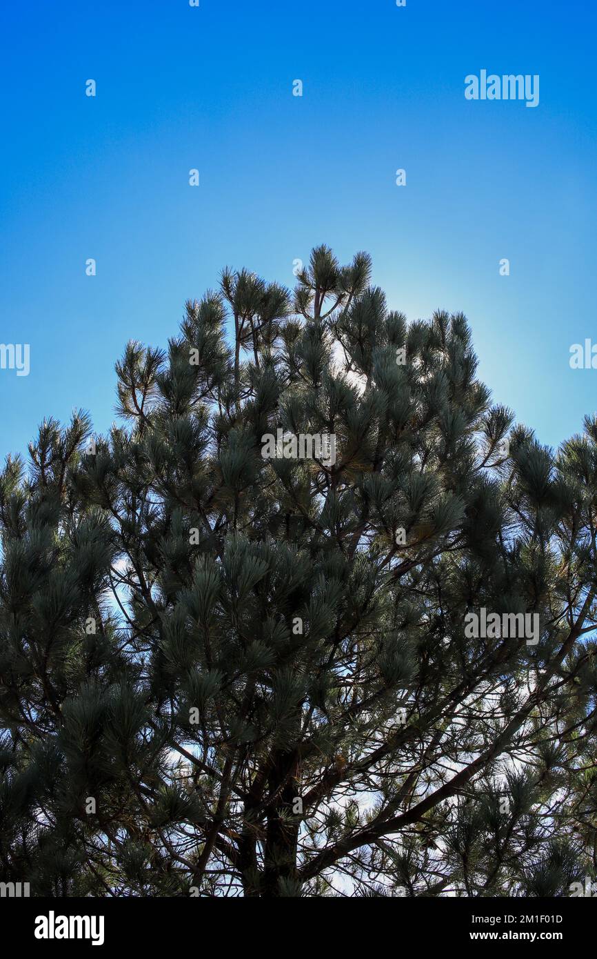 Pinetrees with the sun behind on top Stock Photo - Alamy