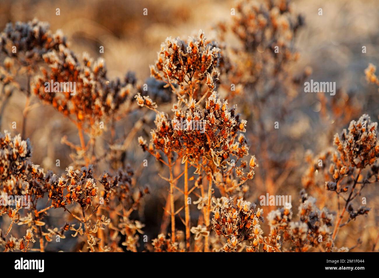 Frost snow covered red hi-res stock photography and images - Alamy