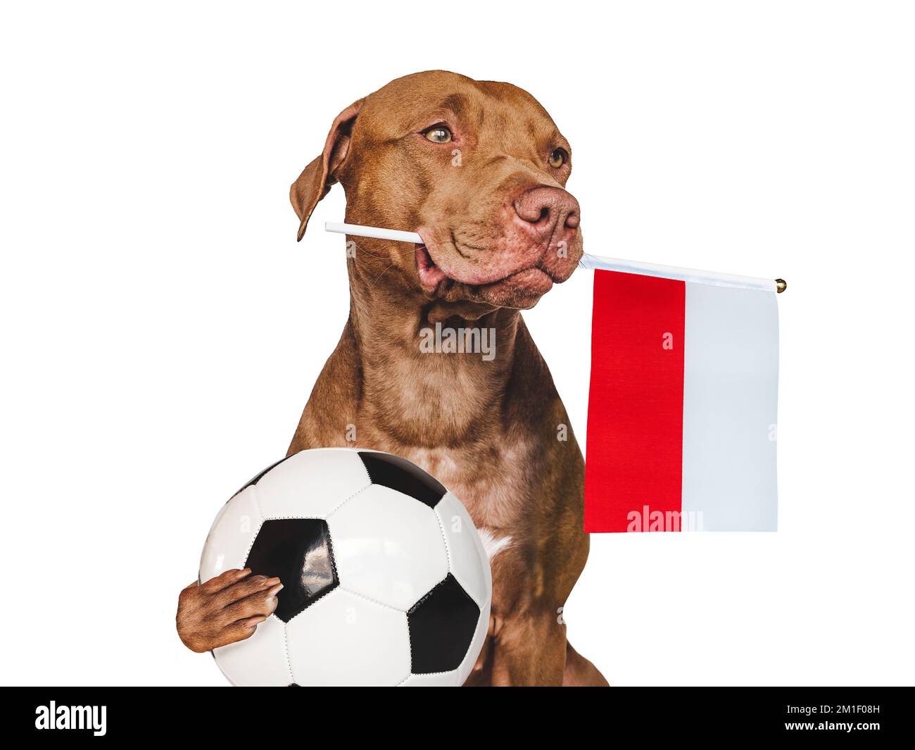 What Is The National Dog Of Poland