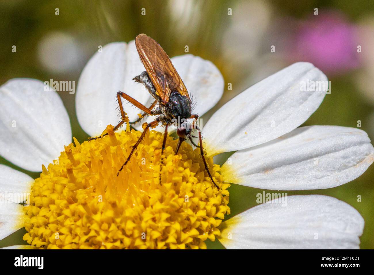 Subgenus euempis hi-res stock photography and images - Alamy