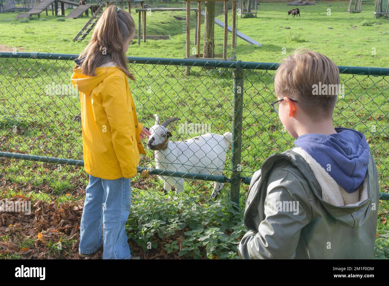 Farm park with pets, children watch a goat. Boy and girl get acquainted ...