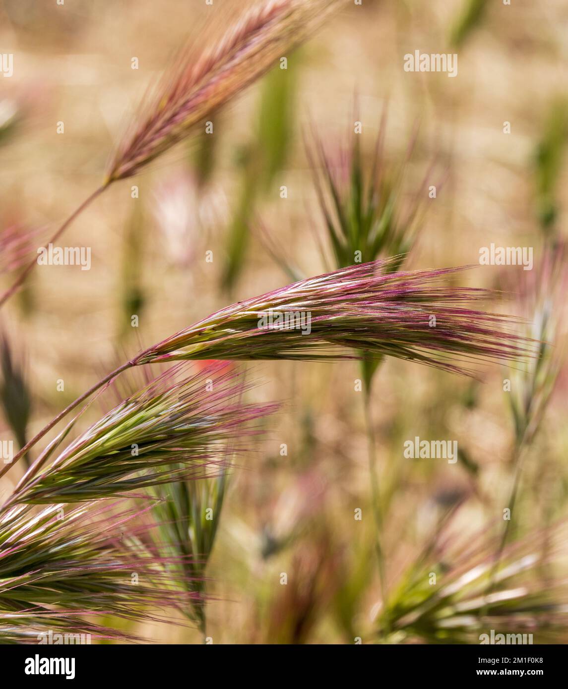 Red foxtail grass hi-res stock photography and images - Alamy