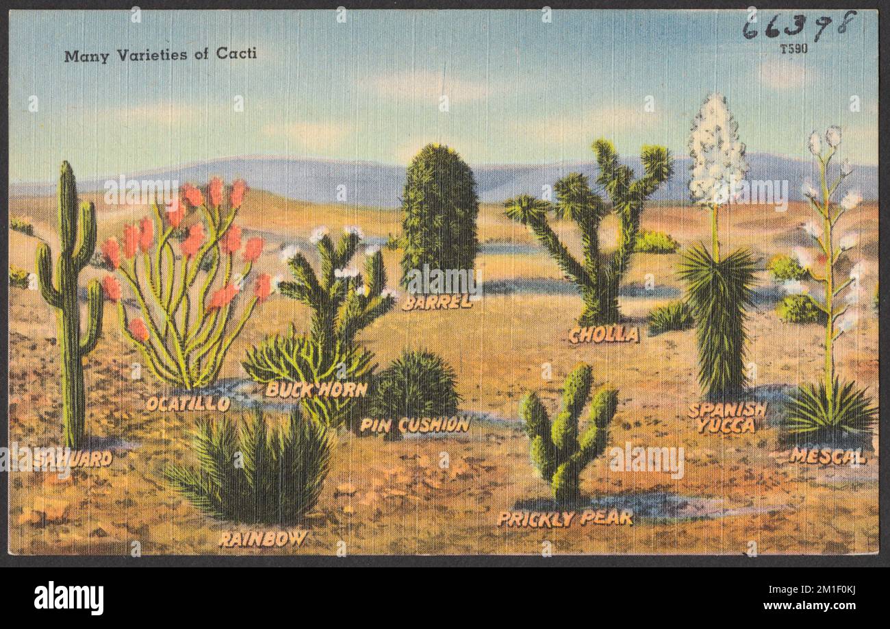 Many varieties of cacti , Cactus, Tichnor Brothers Collection ...