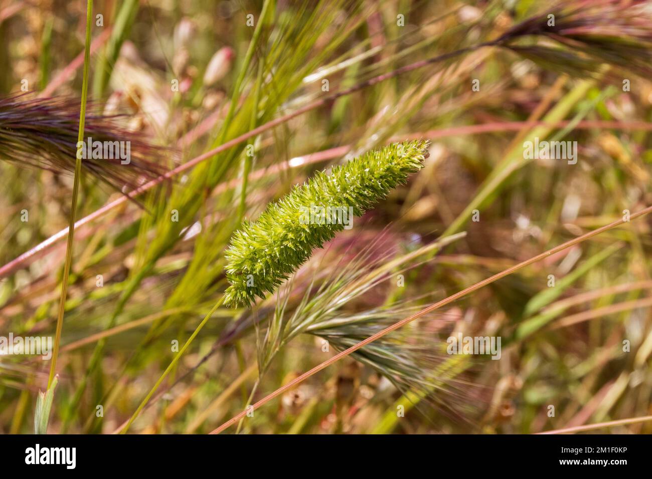 Annual june grass hi-res stock photography and images - Alamy