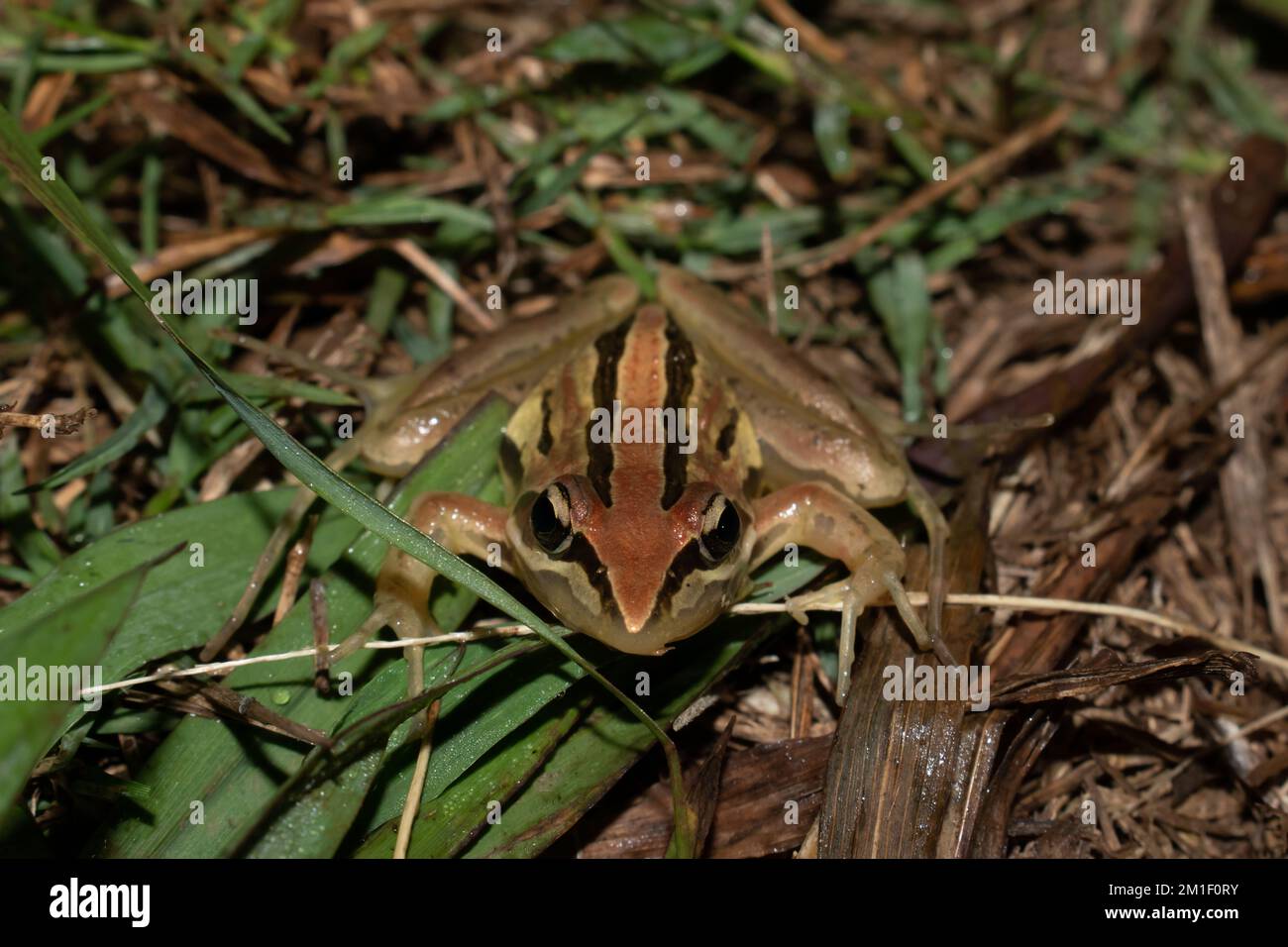 Aquatic photograph hi-res stock photography and images - Alamy