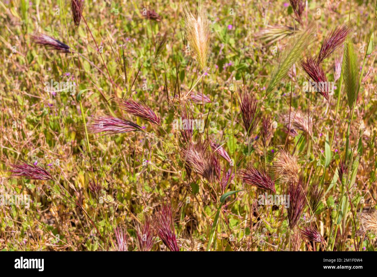 Red foxtail grass hi-res stock photography and images - Alamy